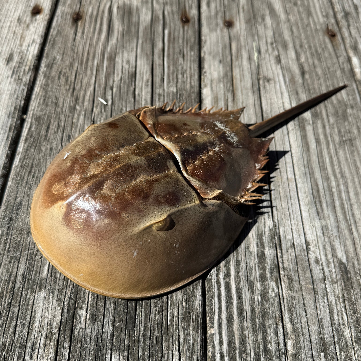 Sunburst Trading – crystal cavern imports